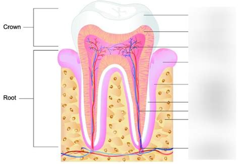 Dental Tissues Diagram Quizlet