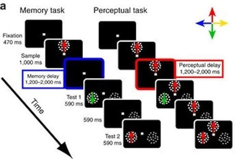 scientists figured out how we picture images in our heads inverse