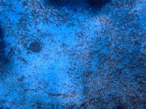 Id Brown String Algae On Sand And Rocks Page 2 Reef2reef