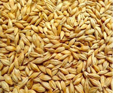 Закупаем ячмень дорого Киев — Agro Ukraine