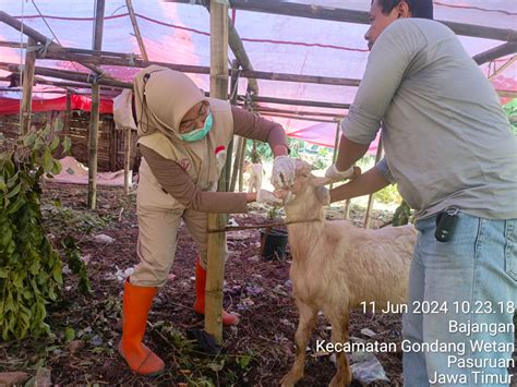 Pastikan Hewan Kurban Aman Dari Penyakit Dinas Peternakan Pasuruan Intensifkan Sidak Dialogmasa