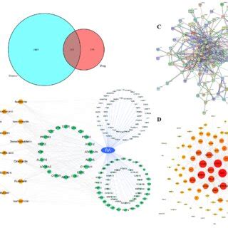 JQG Constituent Target RA Network A Intersected Target Genes Of JQG Download Scientific