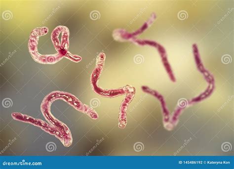 Parasitic Hookworm Ancylosoma Stock Illustration Illustration Of