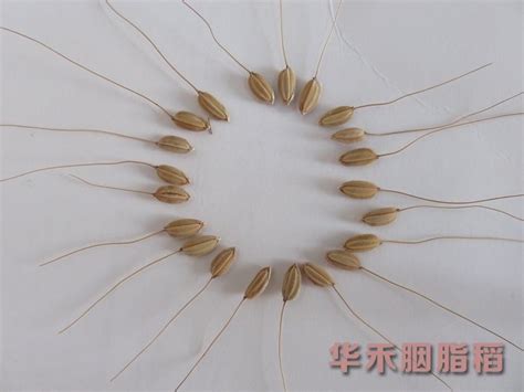 【中国胭脂稻网】胭脂米胭脂稻多少钱一斤批发价格湖北华禾胭脂稻种植专业合作社