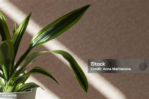 자연 채광이있는 베이지 색 배경에 냄비에 장식 집 식물 창조적 인 자연 배경 복사 공간 0명에 대한 스톡 사진 및 기타 이미지 0명 꽃 식물 녹색 Istock