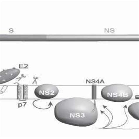 Hcv Genome Organization Top And Polyprotein Processing Bottom 15