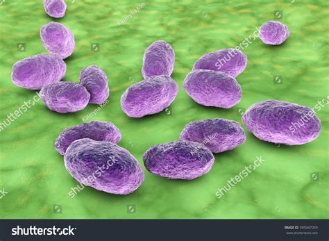 Haemophilus Influenzae Bacteria 3d Illustration Gramnegative Stock