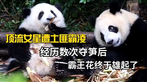 顶流女星遭土匪霸凌，经历数次夺笋后，霸王花终于雄起了！【阿桃情报娱】 Youtube