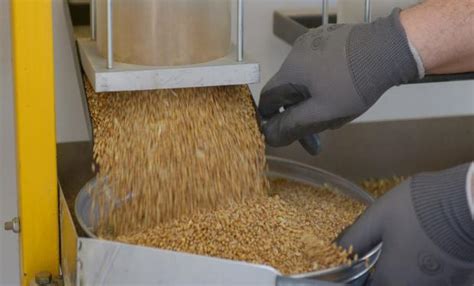 Procesan la primera molienda de trigo agroecológico a gran escala El