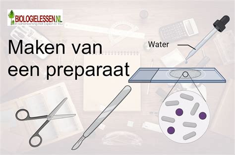 6 Het Maken Van Een Preparaat Biologielessen Nl