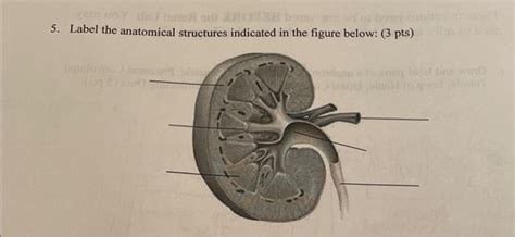 Solved 5 Label The Anatomical Structures Indicated In The Chegg