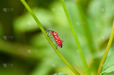 红色棉花染色虫在花上