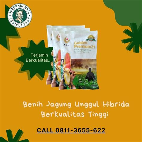 Benih Jagung Berkualitas Call 08113655622 Bibit Jagung Terbaik 2021