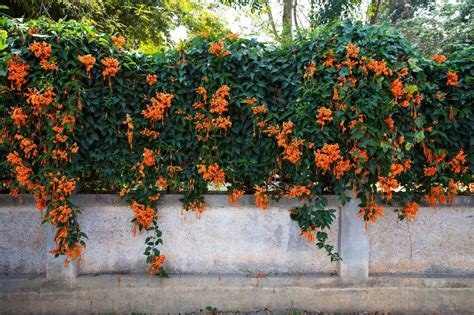 Лиана с оранжевыми цветами 62 фото