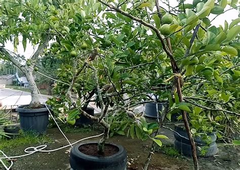 Cara Menanam Dan Merawat Brokoli KampusTani