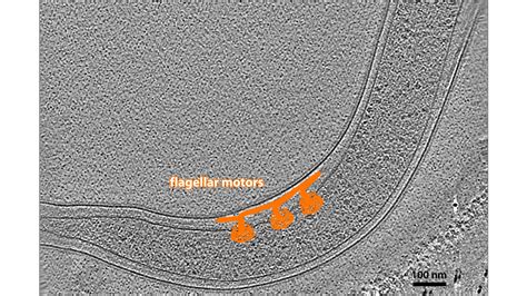 67 Periplasmic Flagella Atlas Of Bacterial And Archaeal Cell Structure
