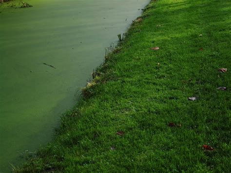 Premium Photo High Angle View Of Fresh Green Grass By Algae Floating