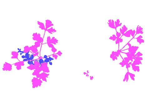 Carrot Weed Dataset Ninja