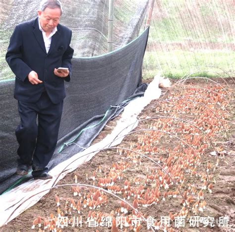 我国羊肚菌南北方高产栽培的主要技术要点