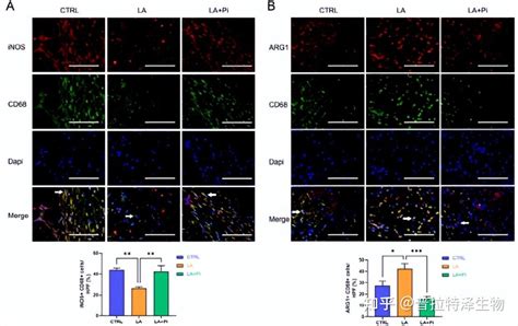 【国自然热点文献】之乳酸化（二） 知乎