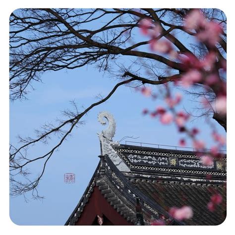 圖蟲靜物攝影早春寒梅 每日頭條