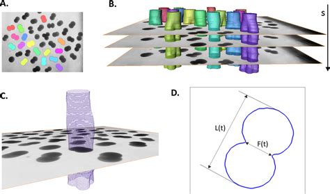 Image Processing And Contour Extraction A Shows Segmentation Of Sk Download Scientific