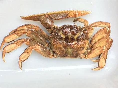 Saber Crab Platychirograpsus Spectabilis · Inaturalist