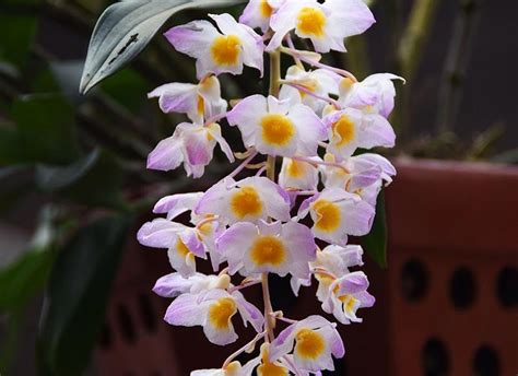 Dendrobium Orchids Varieties 30 Types Of Dendrobium