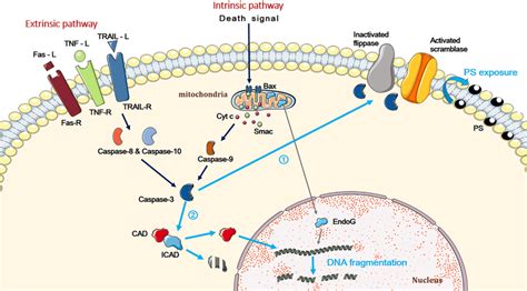 Intrinsic And Extrinsic Pathways Of Apoptosis The Intrinsic Pathway Is