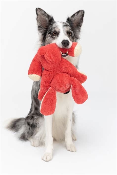 El Perro Está Sentado En Su Culo Y Sosteniendo Un Perro Rojo De Peluche