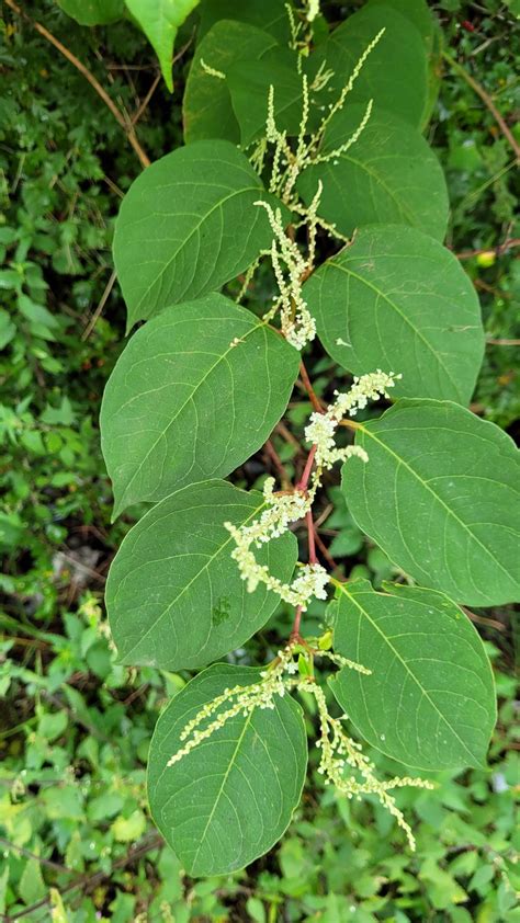 Japanese Knotweed Survey 2025 Japanese Knotweed Plus