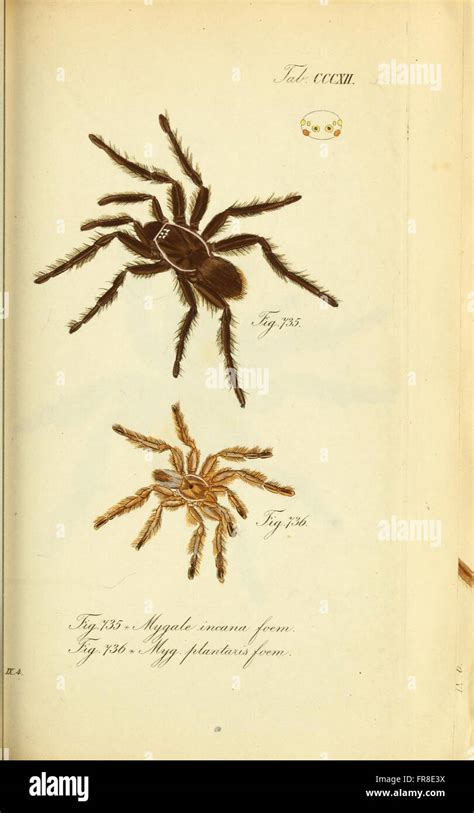 This Plate From Die Arachniden Illustrates A Detailed Representation