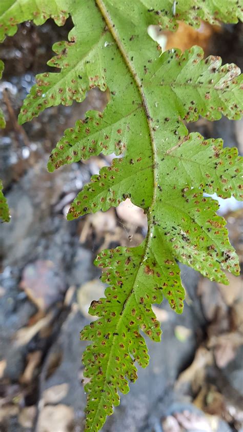 Tectaria Coadunata Eflora Of India
