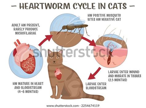 Heartworm Disease Cats Serious Potentially Fatal Stock Vector Royalty