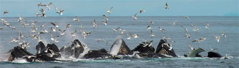 Prints Digital Prints Humpback Whale Dives Whale Feeding Before