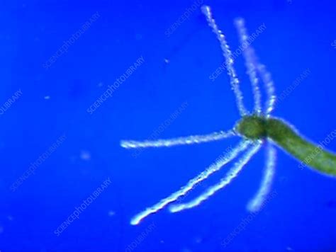 Hydra Stock Video Clip K002 1627 Science Photo Library
