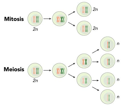 Mitosis Meiosis Diagrams Mitosis Vs Meiosis Main Differe