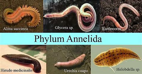 Annelids Examples