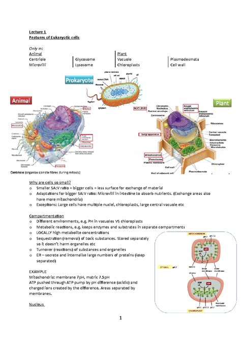 Cell Biology Lecture Notes Lecture 1 Features Of Eukaryotic Cells