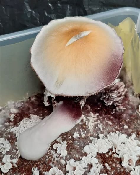 Enigma Blob X Albino Crooked Mystery Acm F1 Swab Set 2 Swabs Set