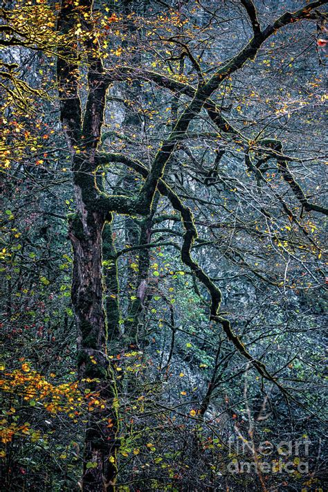 Deep Autumn Photograph By Vladis Fine Art America