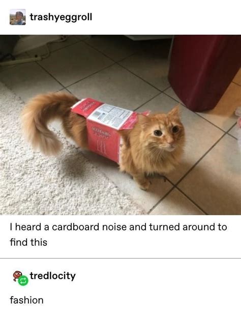 Dumb Cat Memes Pics Featuring Funny Felines Artofit