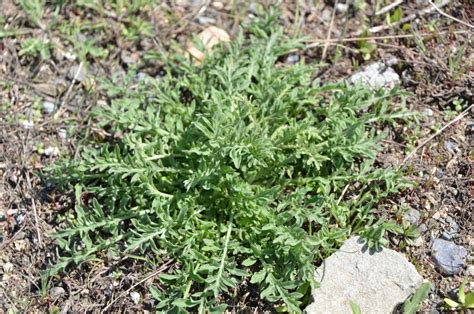 Diffuse Knapweed