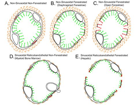 Schematic Depictions Of The Capillary Wall Ultrastructure In Different