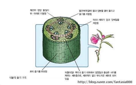 도전골든벨 기출문제중 관다발 식물의 등장 네이버 블로그