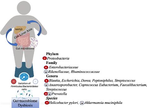 Figure 1 From Gutliver Axis And Non Alcoholic Fatty Liver Disease A