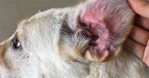 Colesteatoma Nel Cane Cosa Fare Con La Cisti Dell Orecchio