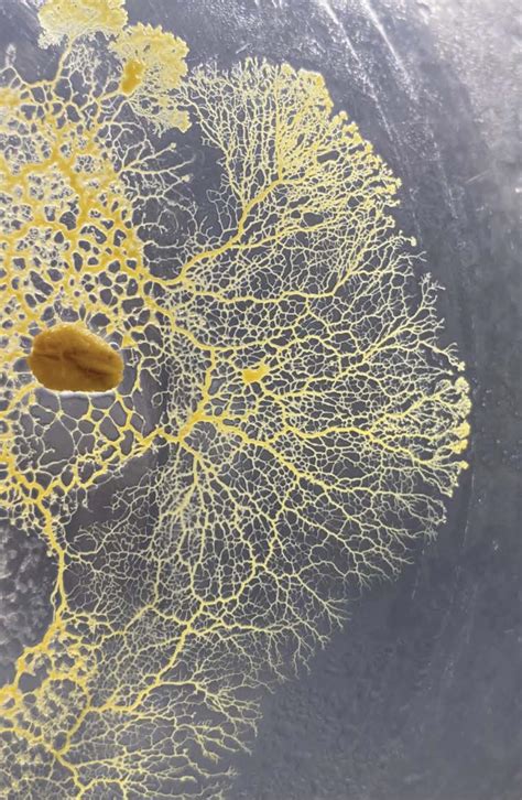Physarum Polycephalum On A Upside Down Glass Bowl Sprayed With Agar R Slimemolds