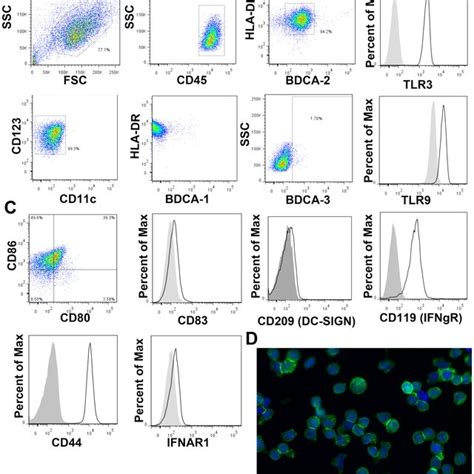 Pdc Cell Line Resembles Ex Vivo Pdcs A Classic Pdc Surface Phenotype
