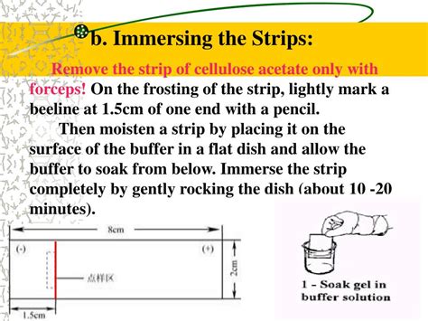 Ppt Cellulose Acetate Membrane Electrophoresis Powerpoint
